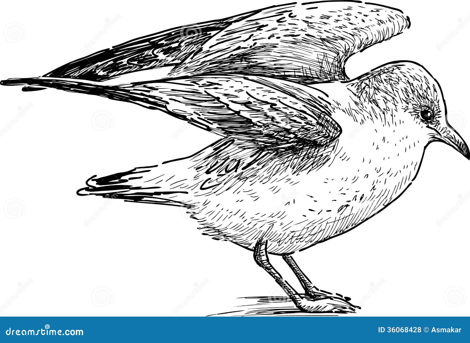 Sea gull stock vector. Illustration of animal, wild, white - 36068428