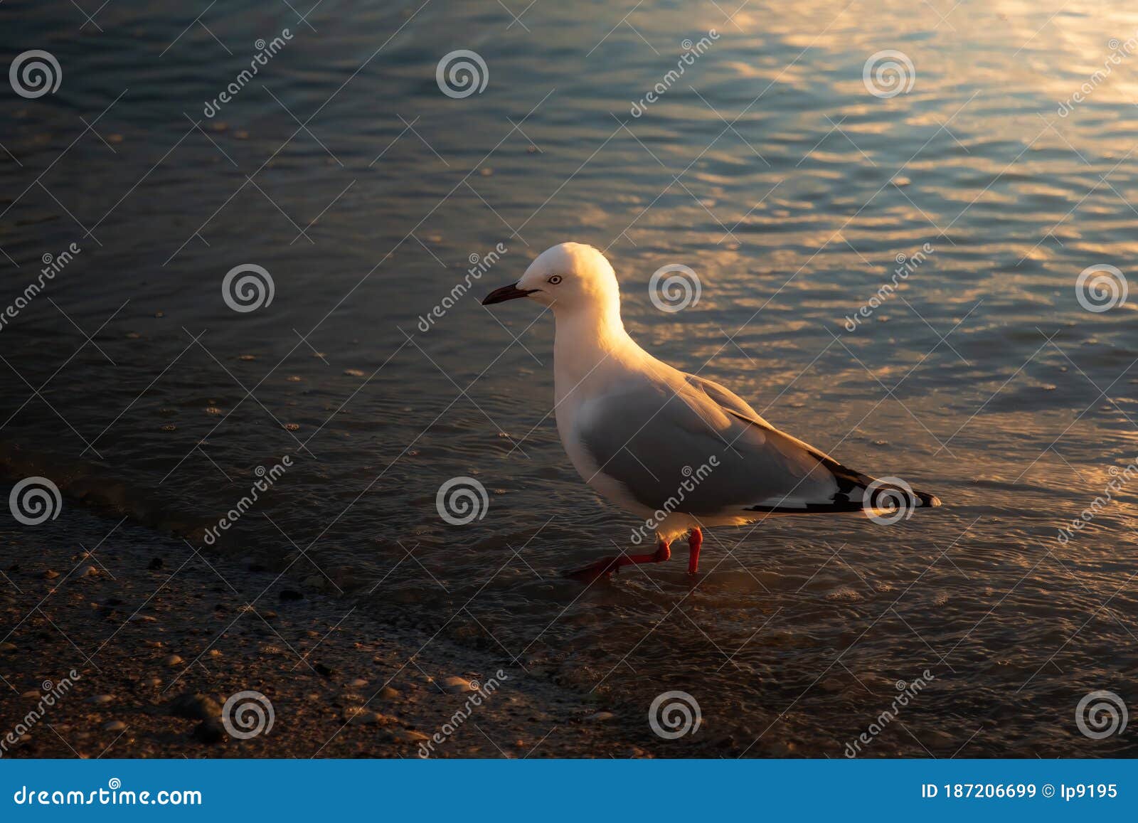 Sea gull stock image. Image of looking, summer, lawn - 187206699