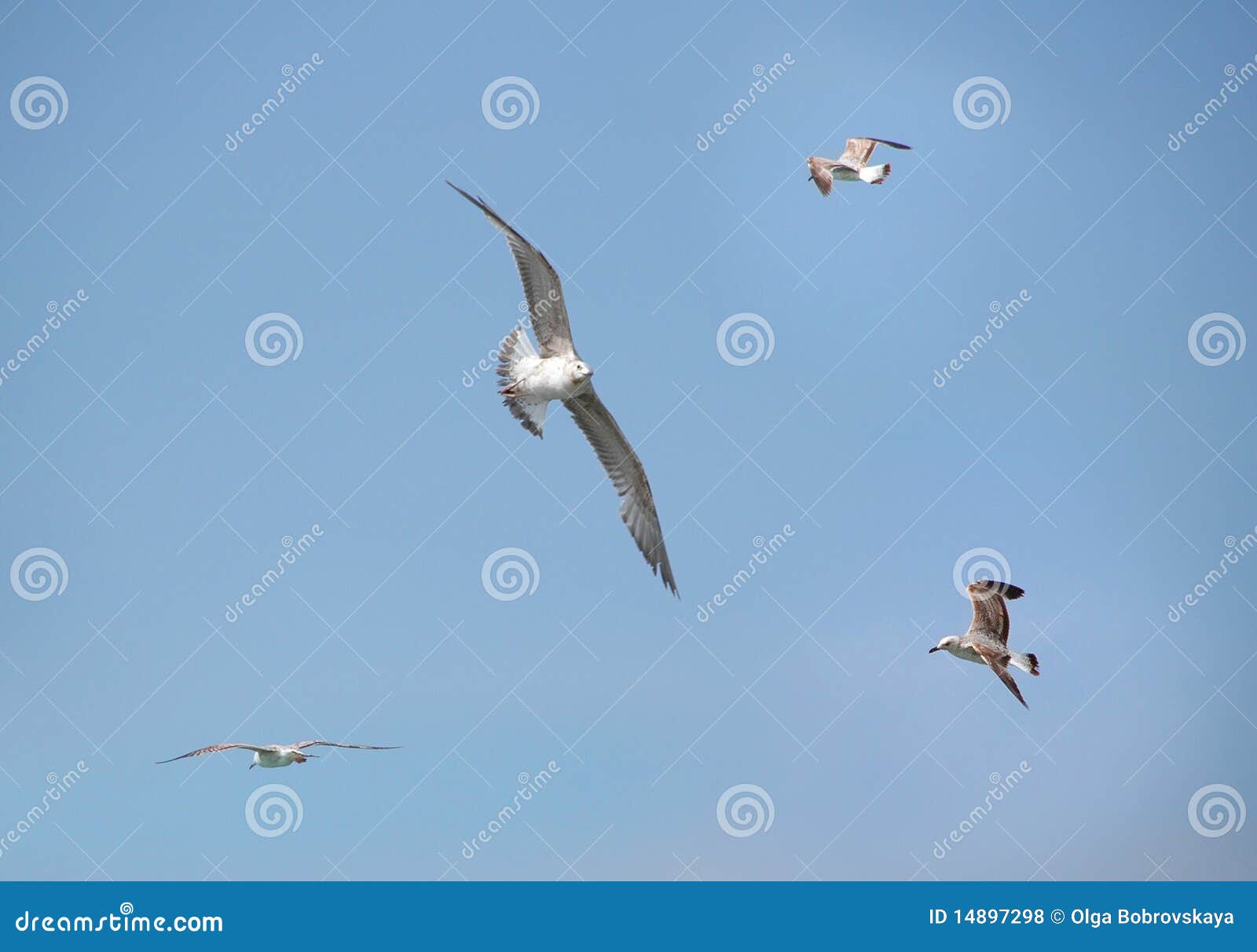 Sea-gulls stock photo. Image of ocean, freedom, gull - 14897298