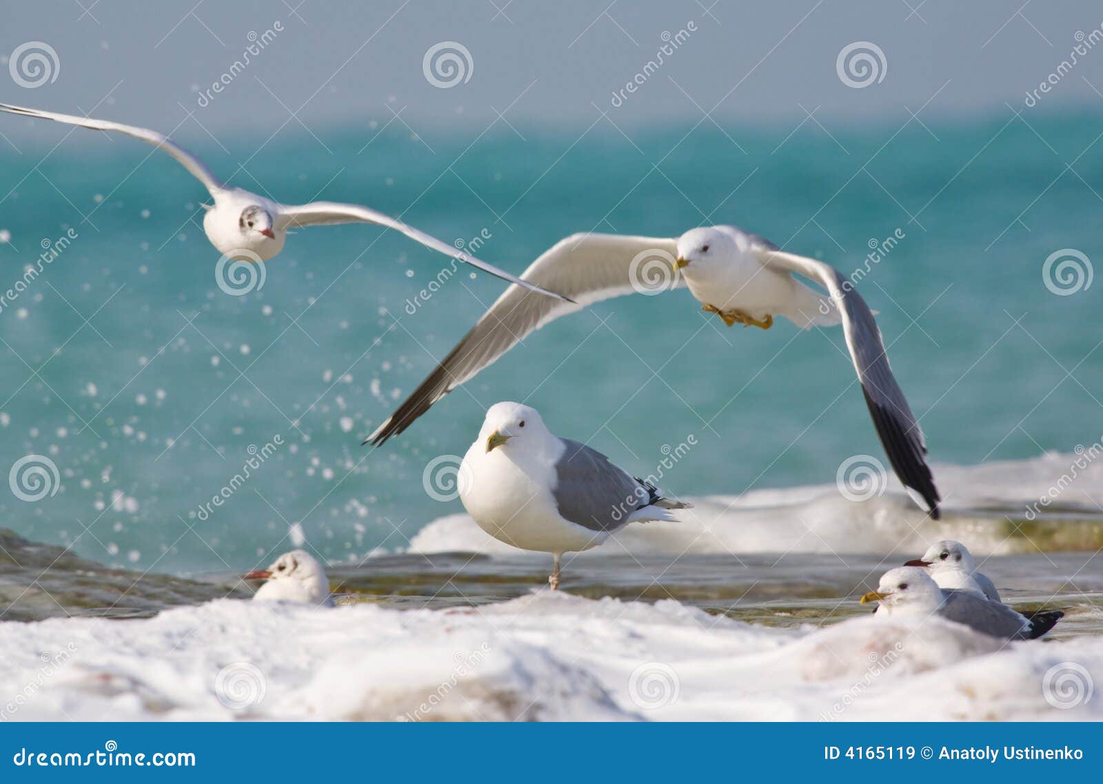 Sea gulls stock image. Image of shore, tails, tide, feathers - 4165119