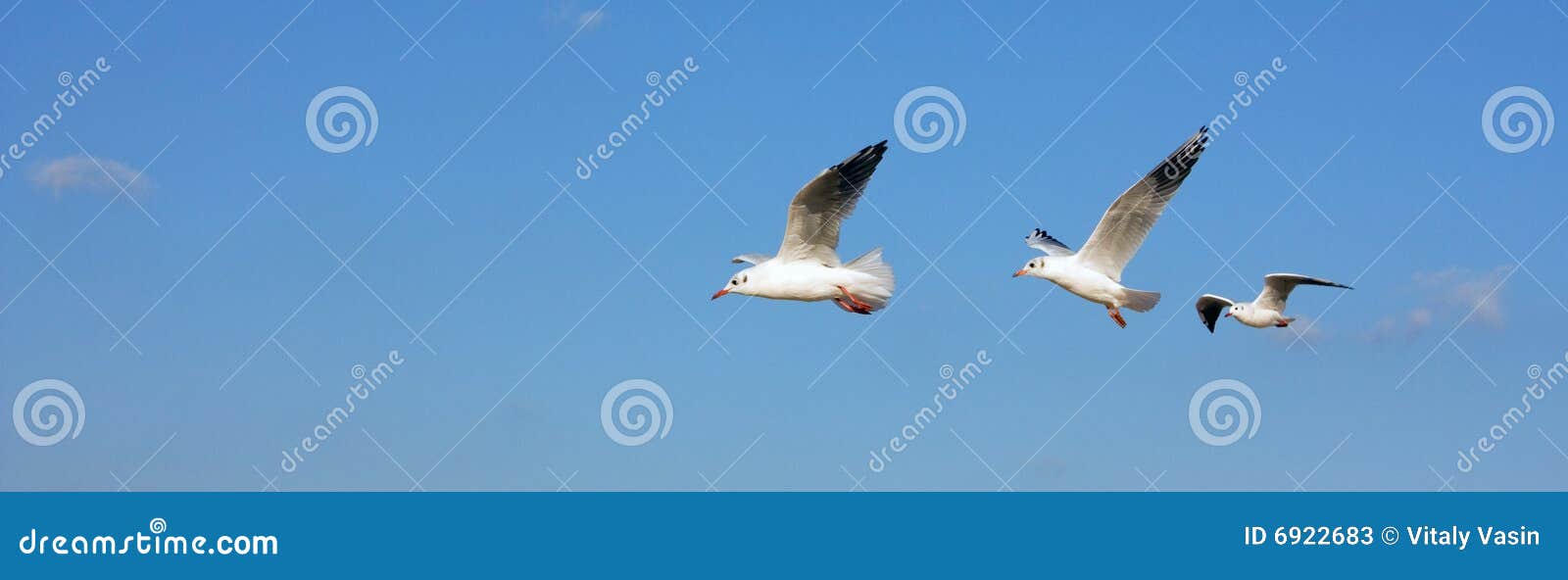 Sea gulls stock image. Image of coastline, birds, flying - 6922683
