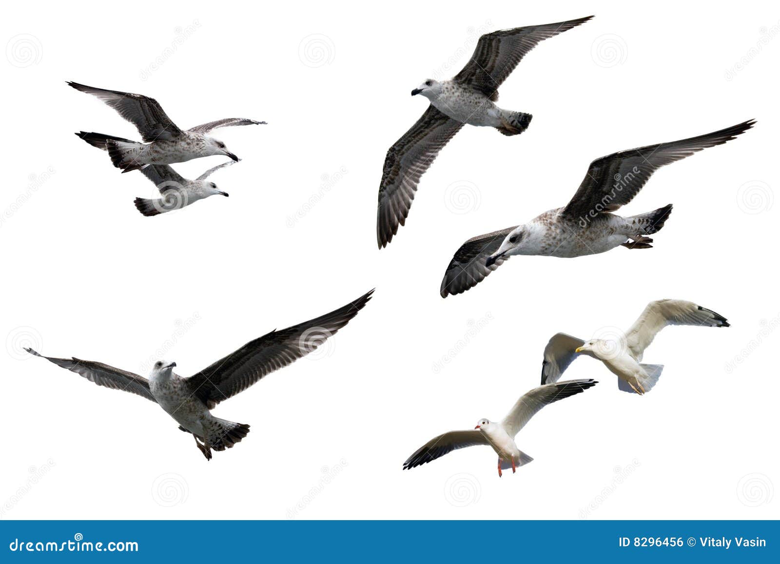 Sea gulls stock photo. Image of birds, airplane, artificial - 8296456