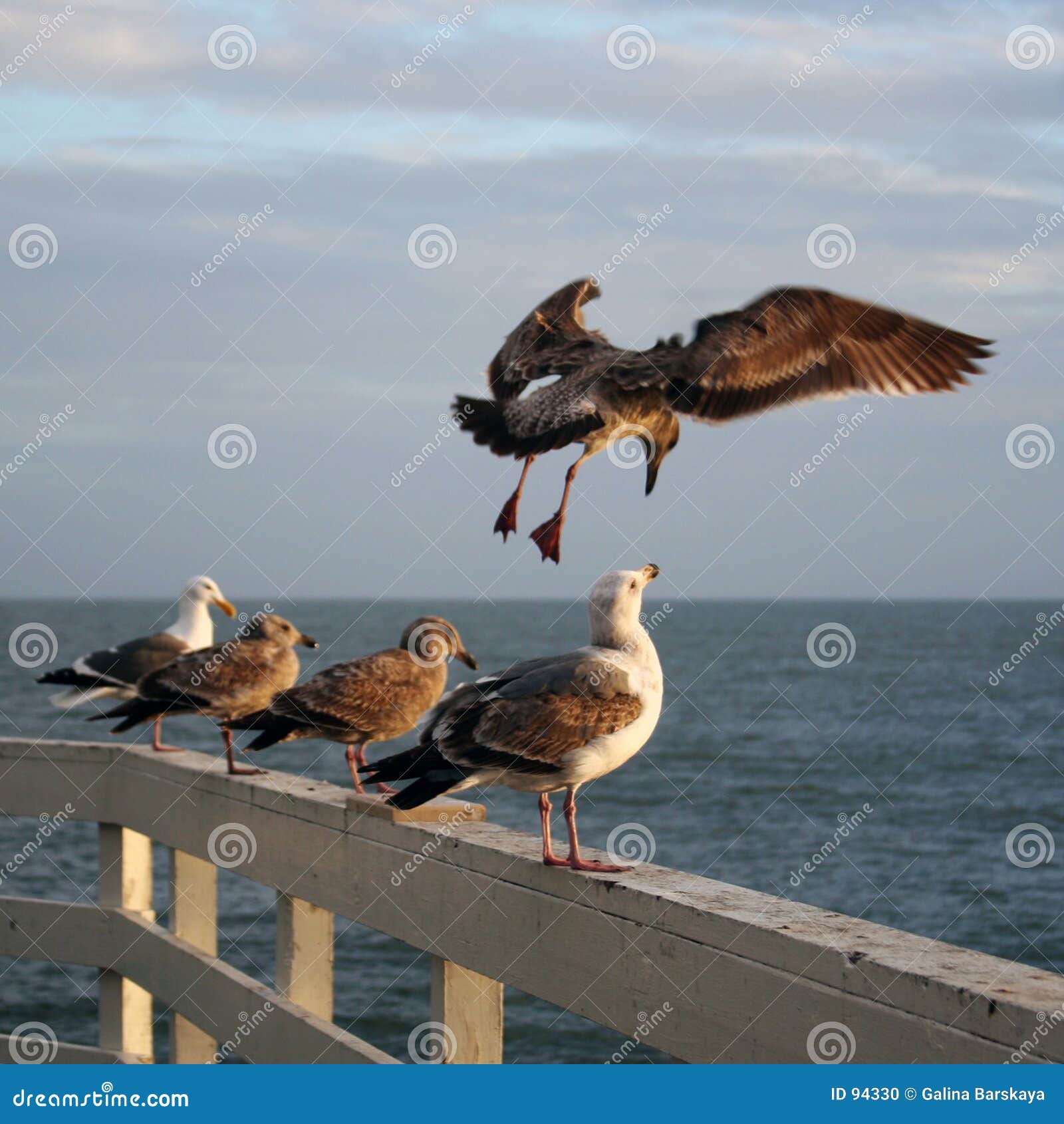 Sea gulls stock photo. Image of outdoors, birds, fowl, gulls - 94330