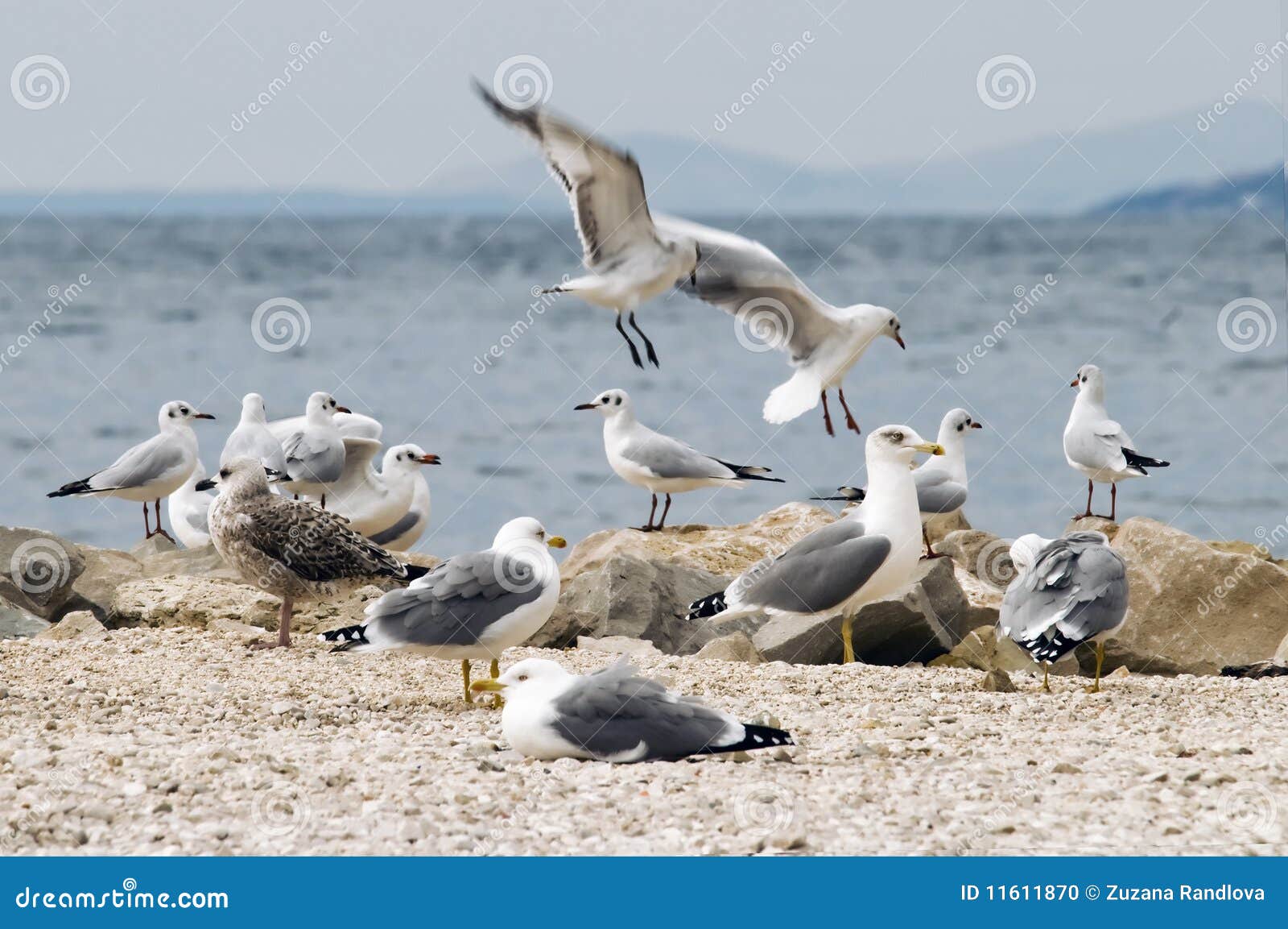 Sea gulls on beach stock photo. Image of animal, seabird - 11611870