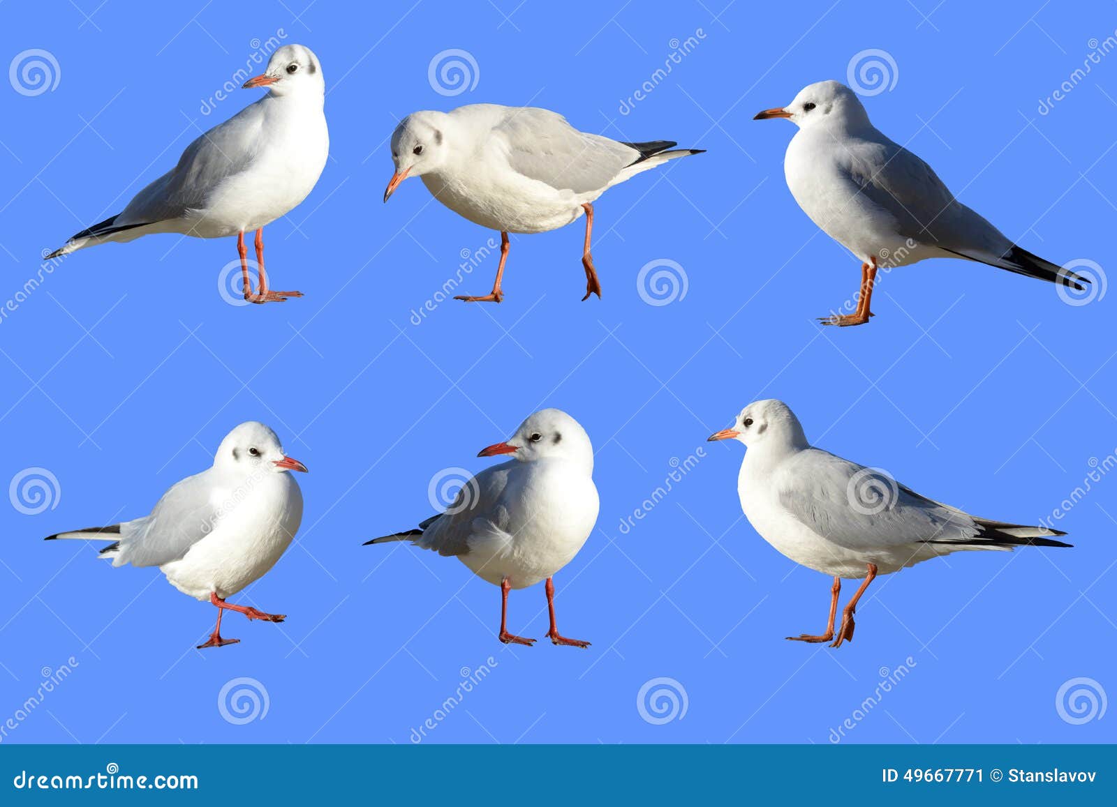 Sea-gulls in Different Poses Stock Image - Image of isolated, gull ...
