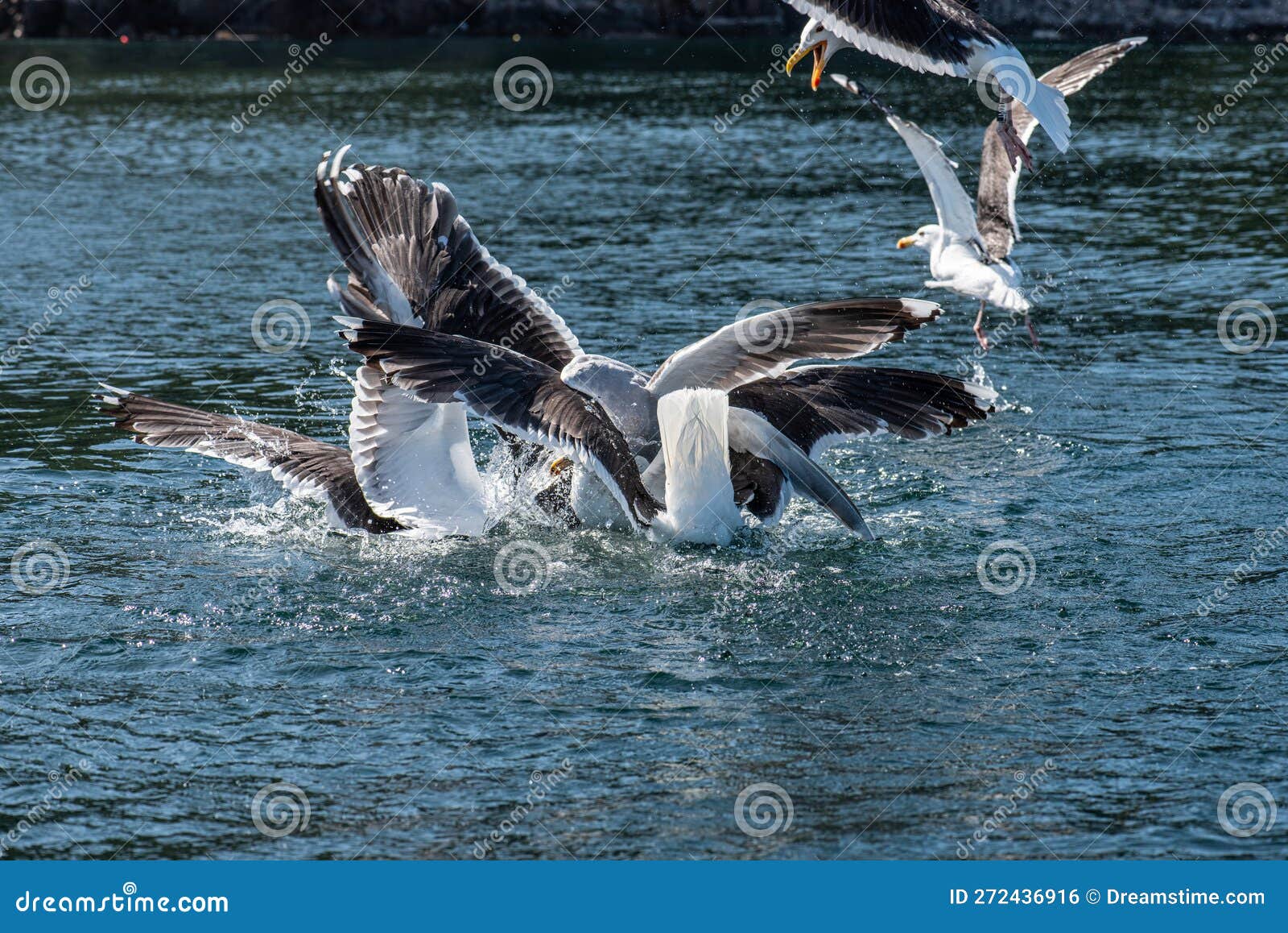 Sea Gulls Fighting Over Foot at Sea.. Stock Photo - Image of horizon ...