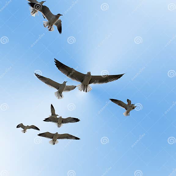 Sea Gulls in Flight stock photo. Image of white, flock - 21284152