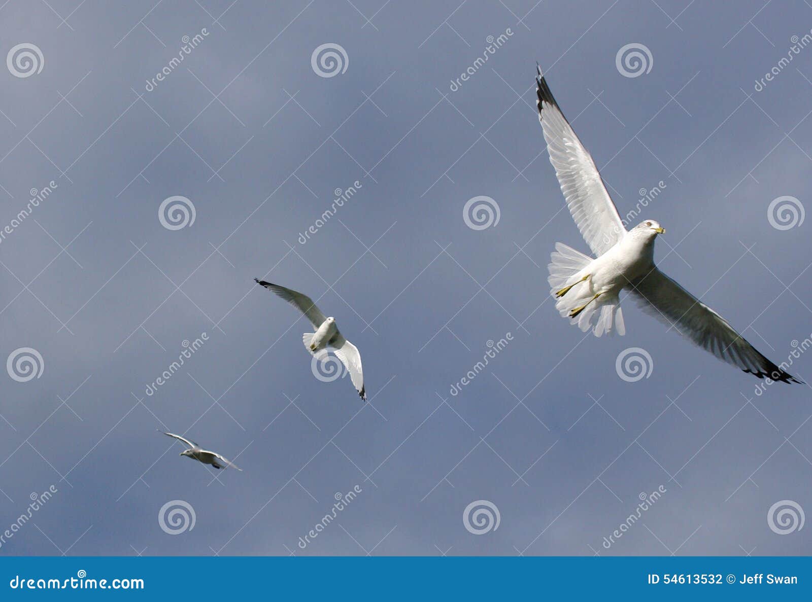 Sea gulls in flight stock photo. Image of three, gulls - 54613532