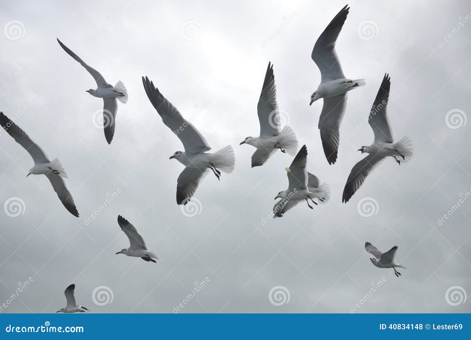 Sea gulls stock photo. Image of cruise, flying, flock - 40834148