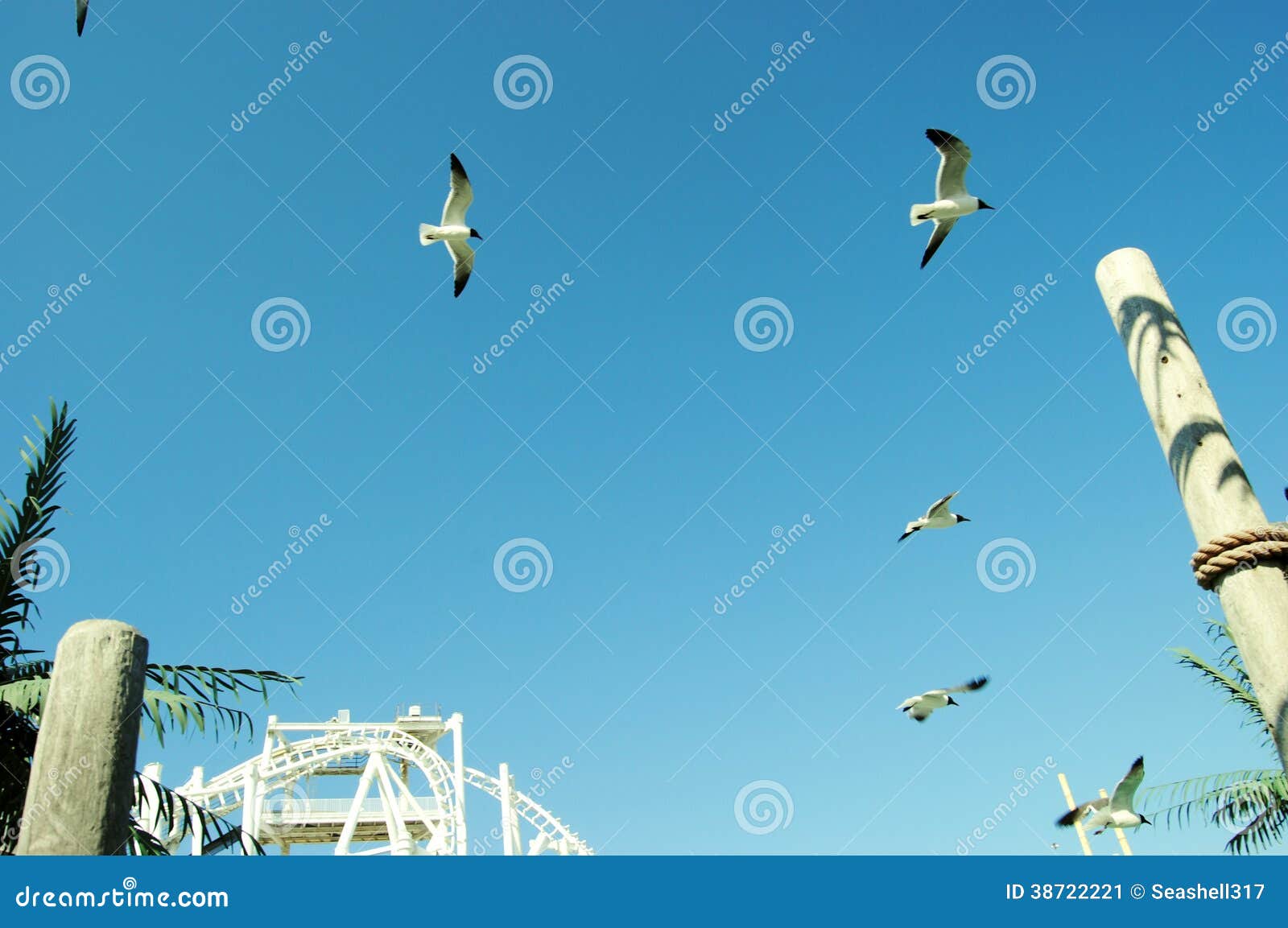 Sea gulls flying stock image. Image of tourism, background - 38722221