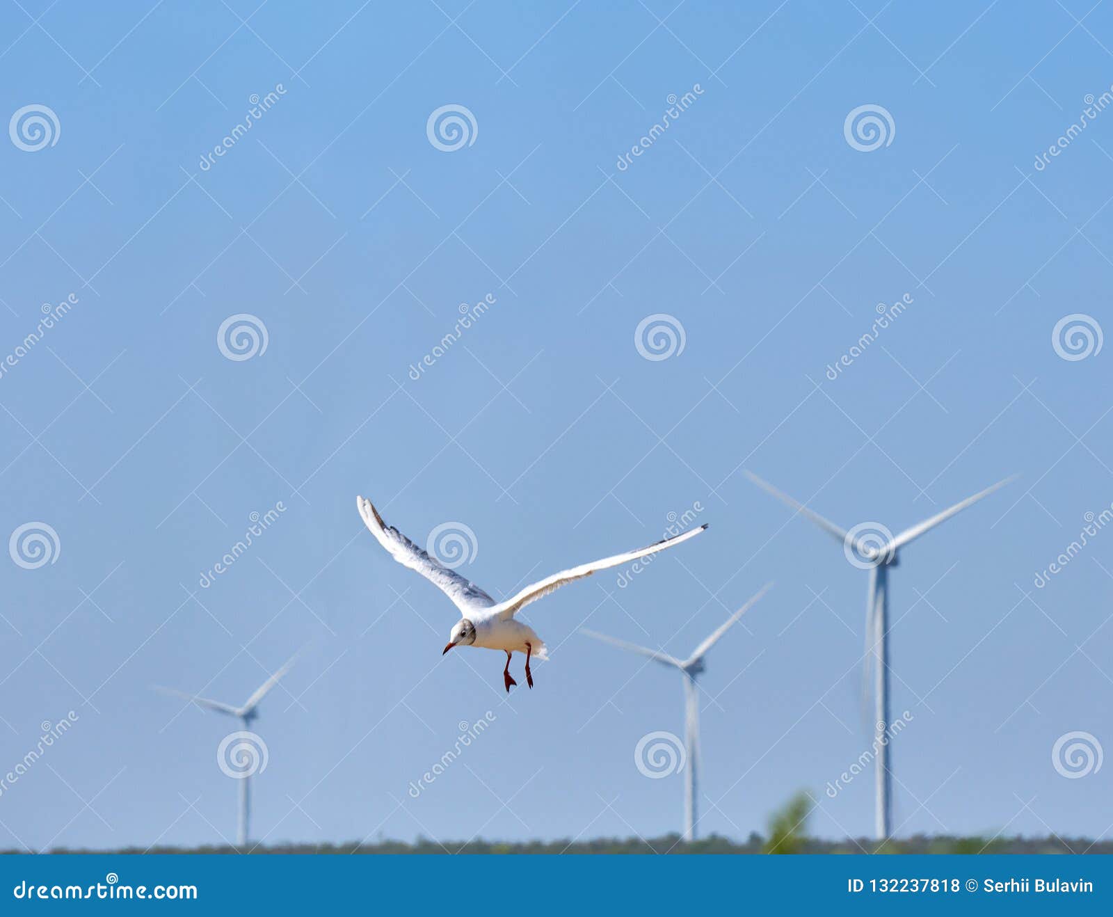 Sea Gulls Flying Over a Beach in a Clear Blue Sky Stock Photo - Image ...