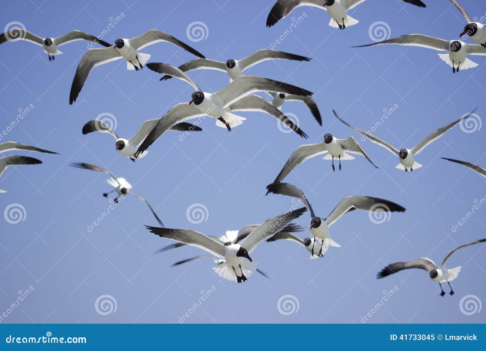 Sea Gulls stock image. Image of group, flock, gulls, bright - 41733045