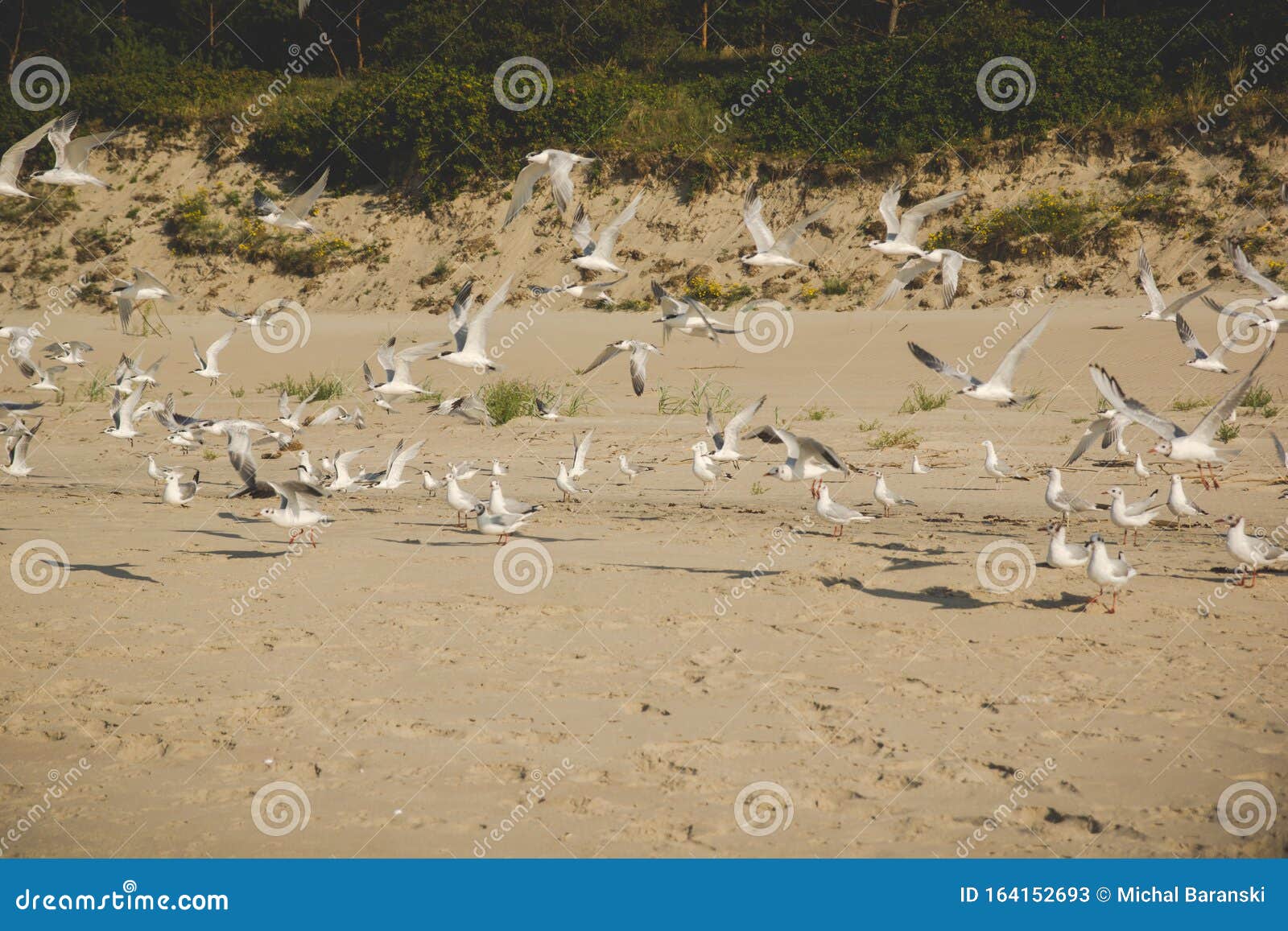Sea Gulls are Starting To Fly Stock Image - Image of white, wing: 164152693