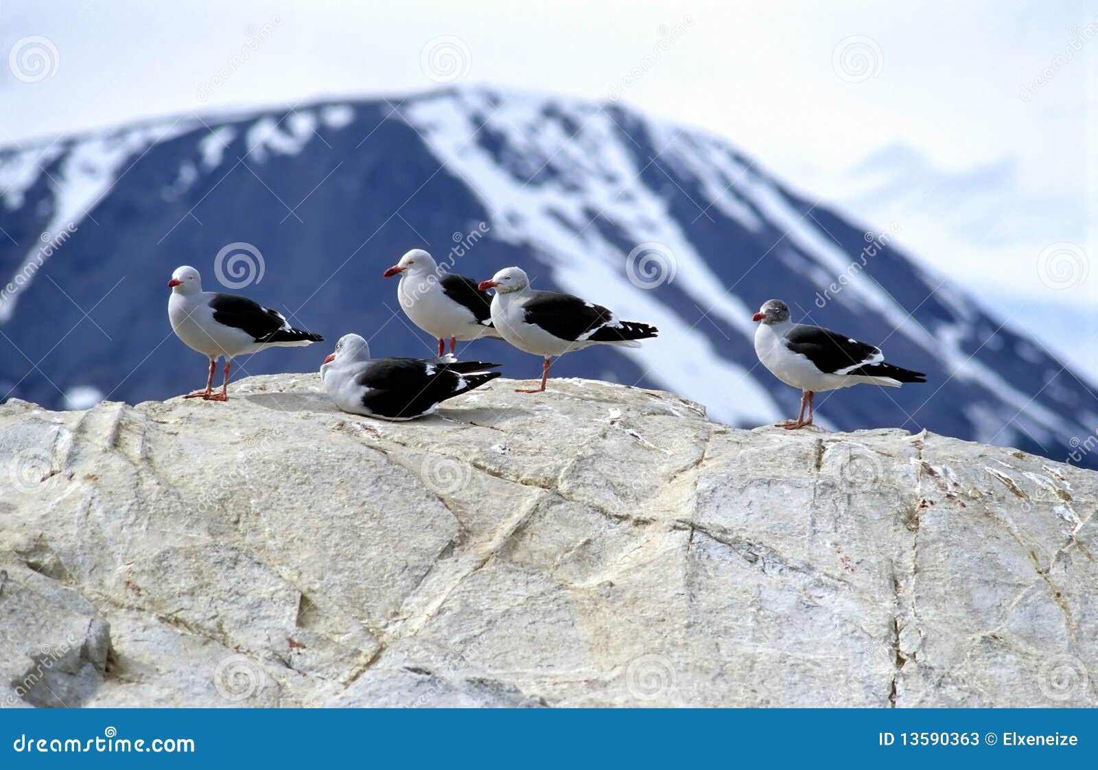 Sea gulls sun bathing stock image. Image of gulls, posing - 13590363