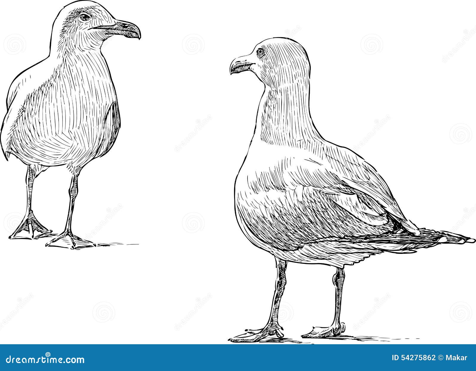 Sea gulls stock vector. Illustration of seagulls, tail - 54275862