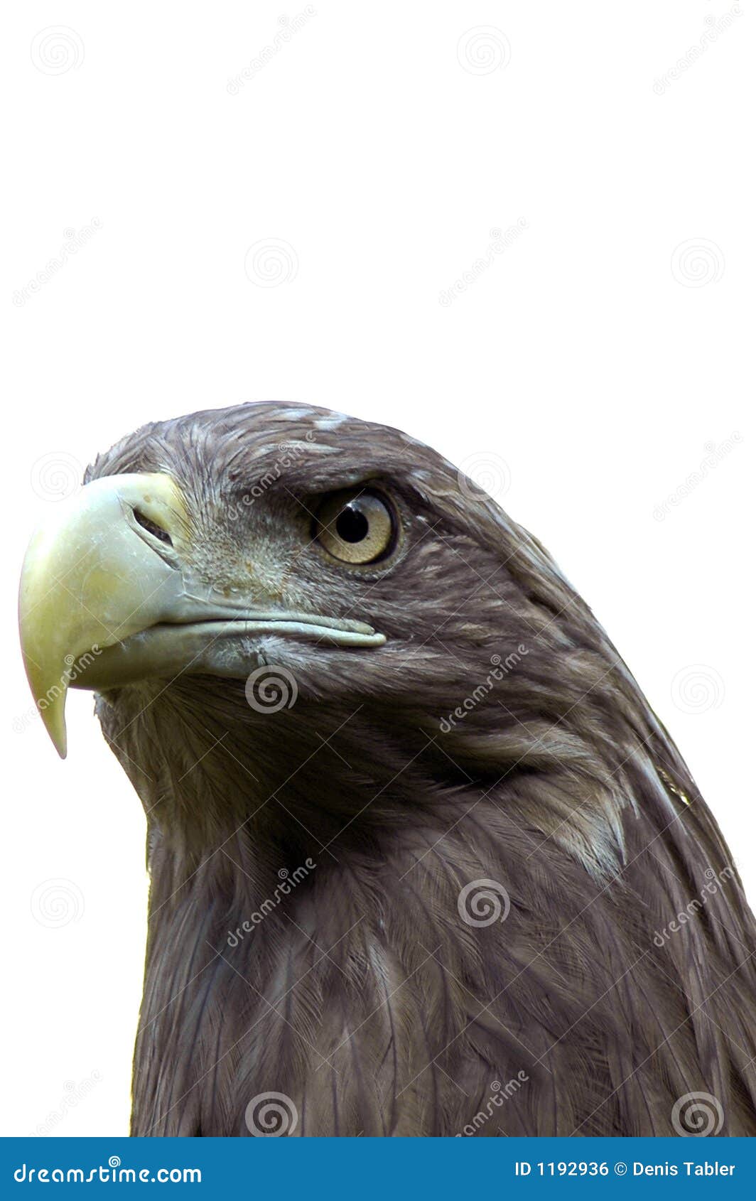 Sea hawk stock photo. Image of bird, predator, hunter - 1192936