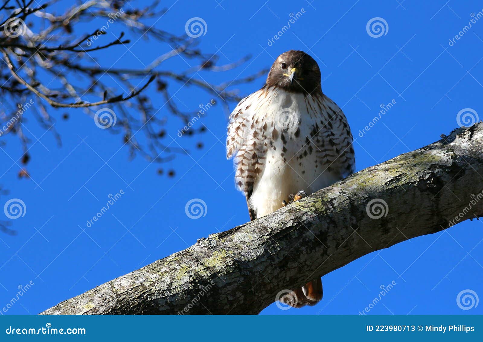 Sea Hawk Stare Tree Uncw Wilmington Stock Image - Image of nature ...