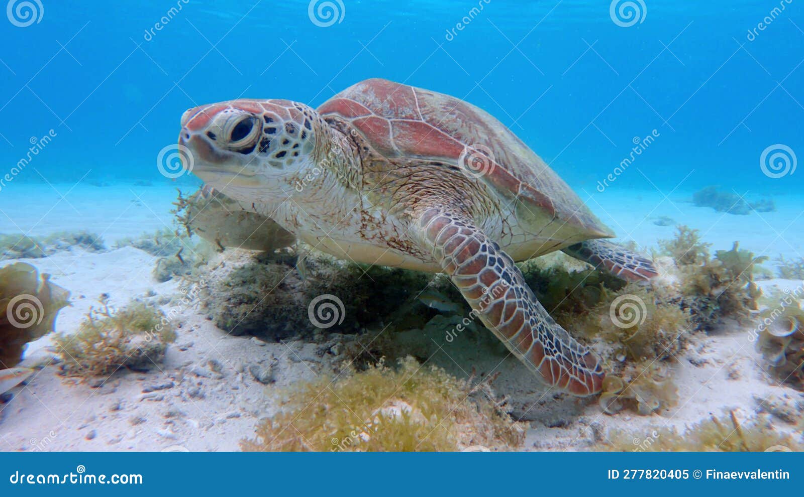 Sea Hawk Turtle Chewing Algae on the Sandy Reef Bottom of the Ocean. a ...