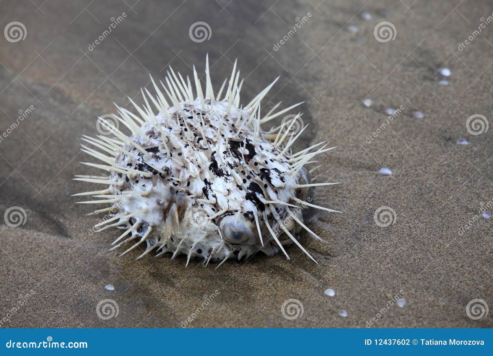 Sea hedgehog stock photo. Image of sand, prickly, defense - 12437602