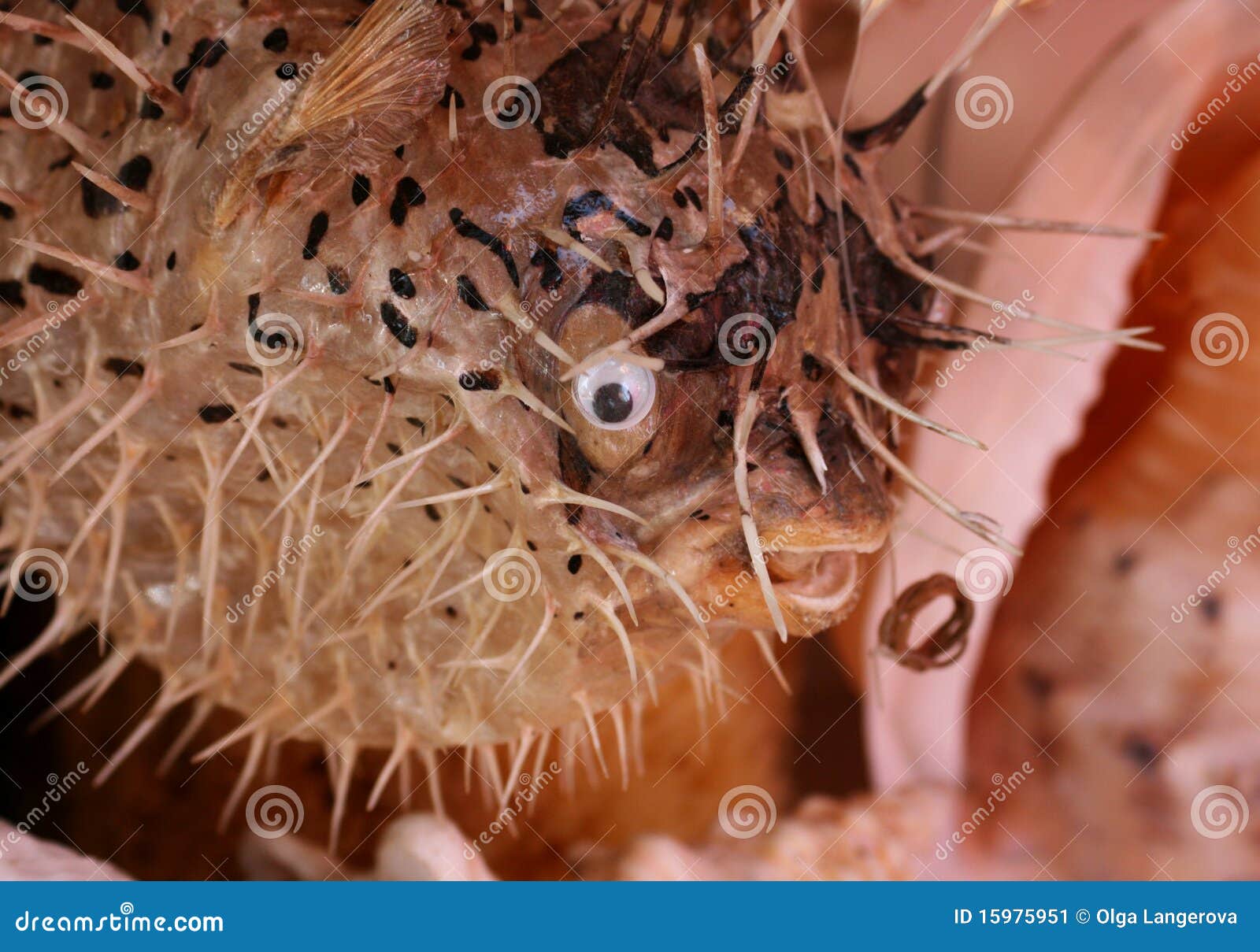Sea-hedgehog stock image. Image of fauna, fish, underwater - 15975951