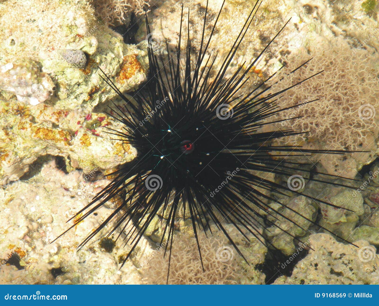 Sea-hedgehog Royalty Free Stock Images - Image: 9168569