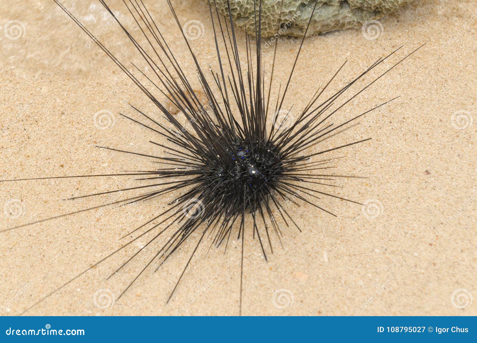 Sea Hedgehog on the Beach 2015 Stock Image - Image of background, life ...