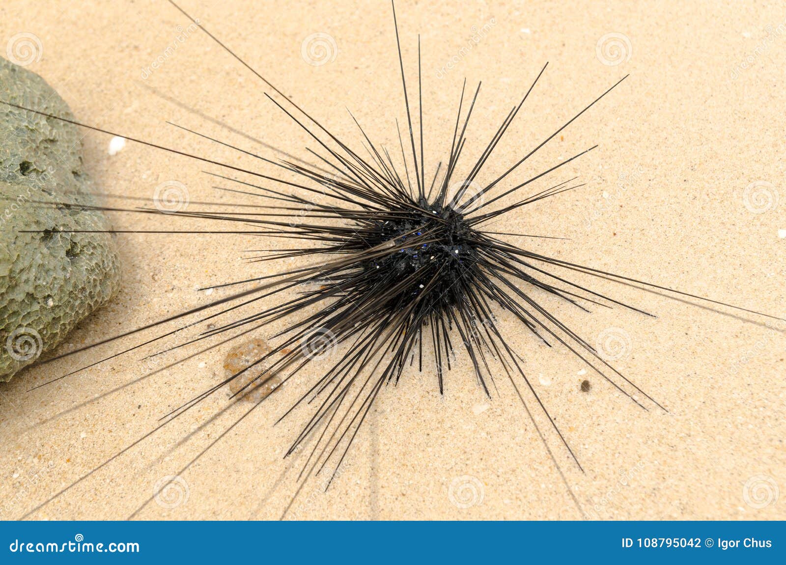 Sea Hedgehog on the Beach 2015 Stock Photo - Image of beach, macro ...