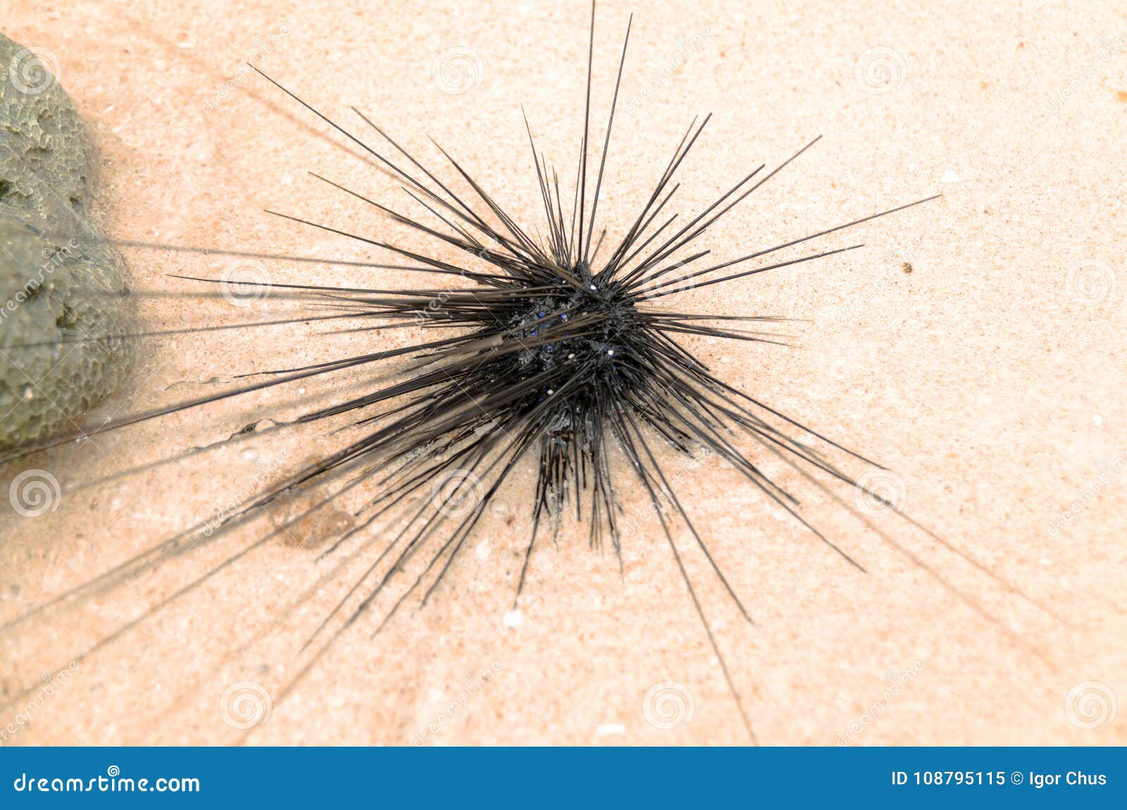 Sea Hedgehog on the Beach 2015 Stock Image - Image of depth, acute ...