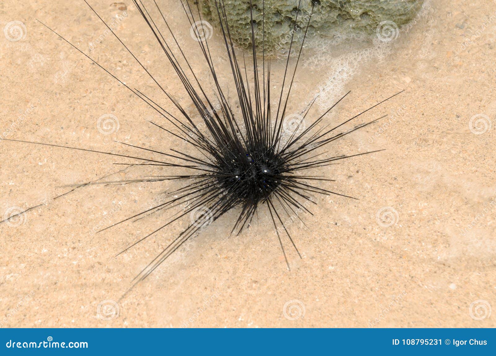 Sea Hedgehog on the Beach 2015 Stock Image - Image of hedgehog ...