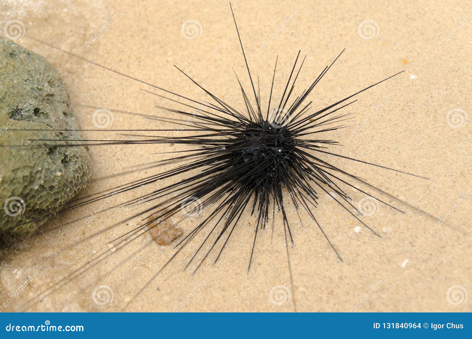 Sea Hedgehog on the Beach 2018 Stock Photo - Image of ocean, beach ...