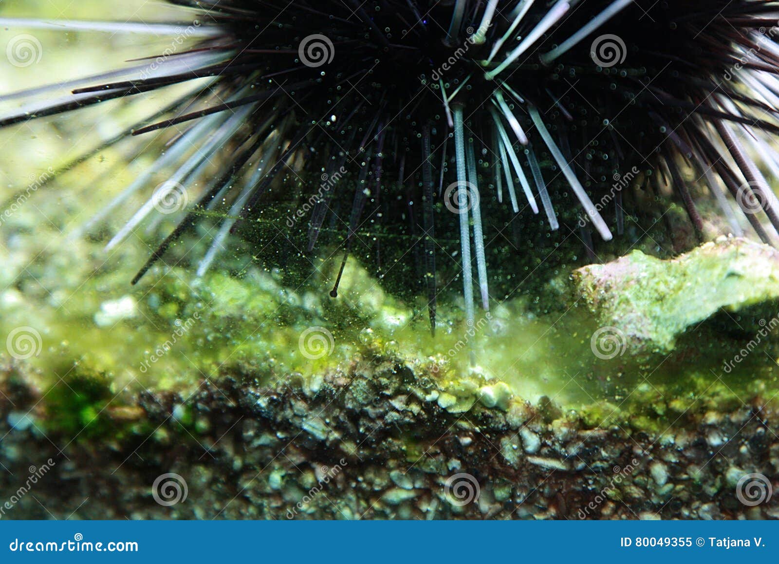 Sea hedgehog editorial image. Image of monaco, deep, glass - 80049355