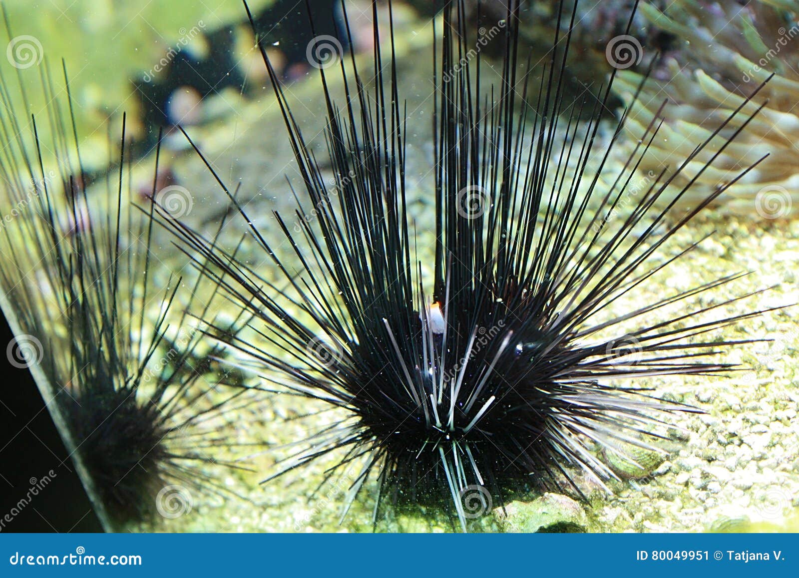 Sea hedgehog editorial photo. Image of europe, aquarium - 80049951