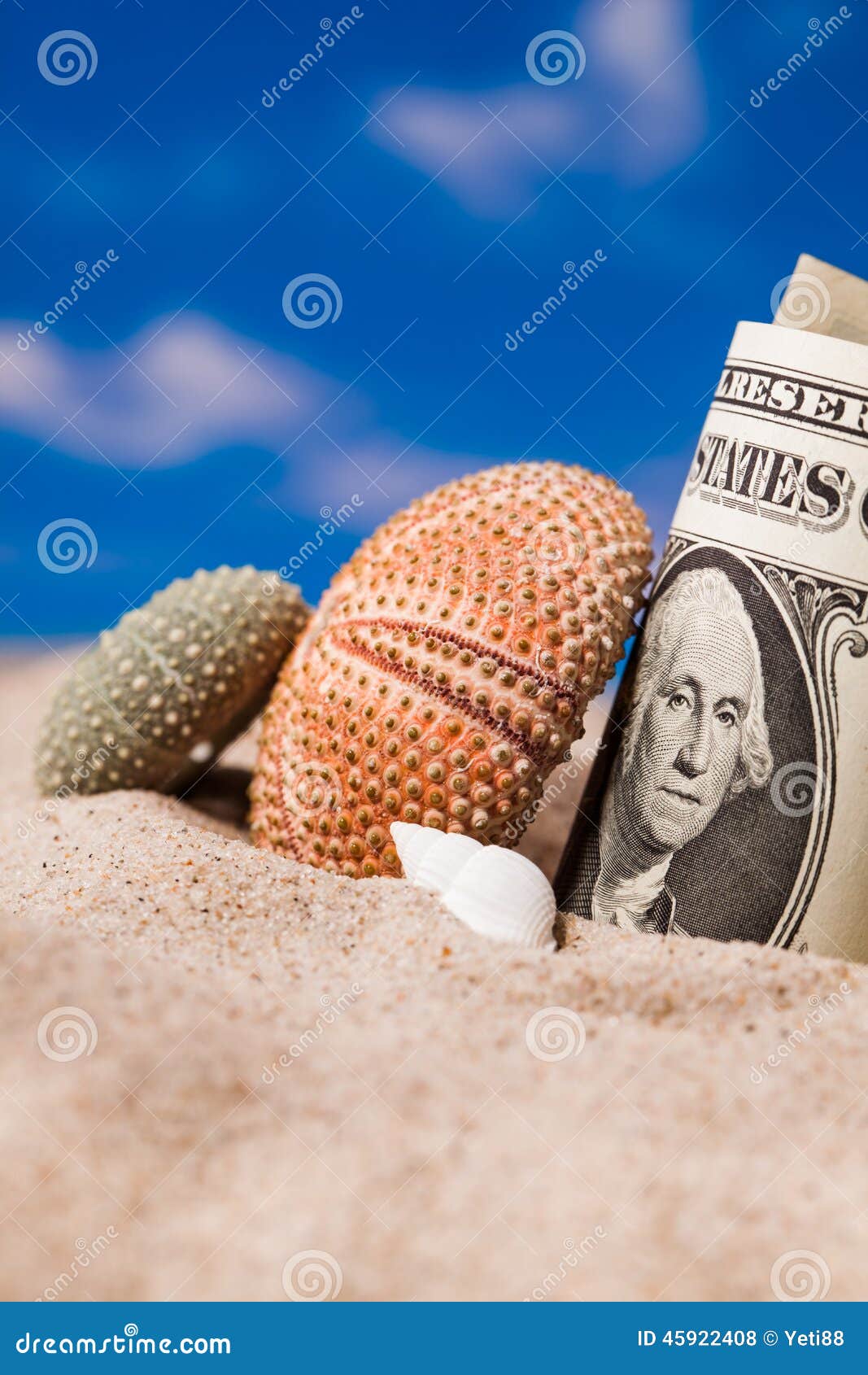 Sea Hedgehog Shells and Dollar Money on Sand Stock Photo - Image of ...