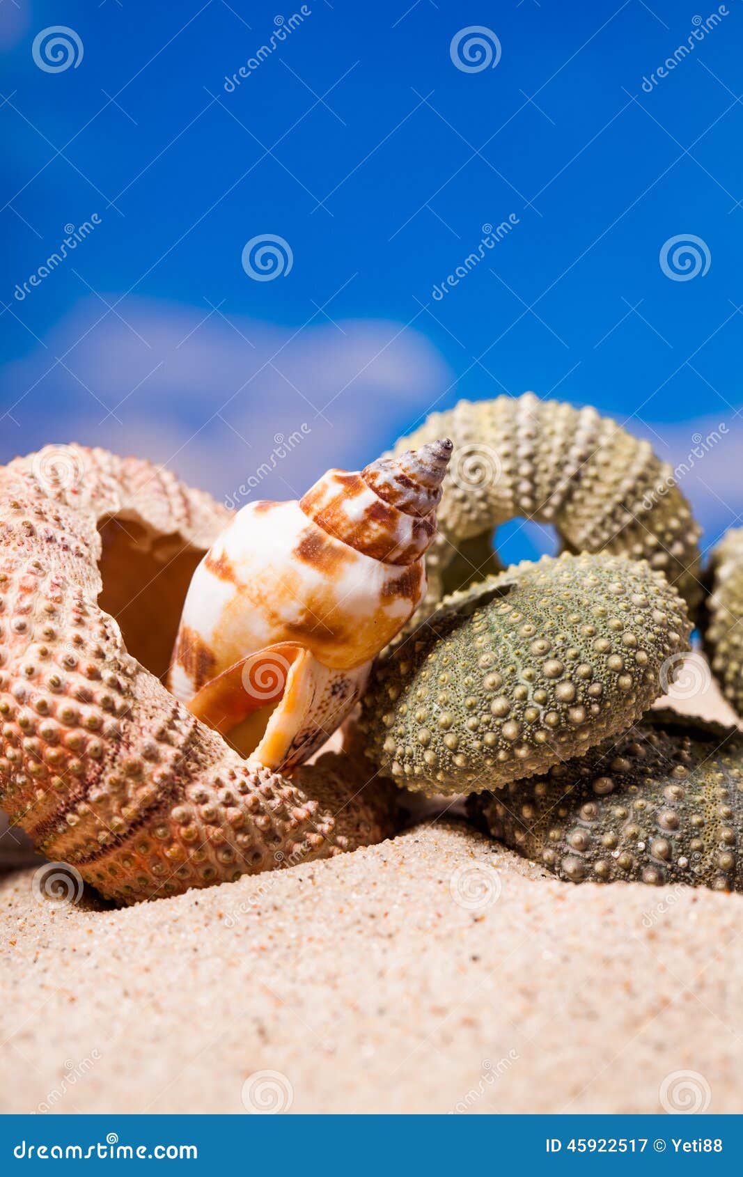 Sea Hedgehog Shells on Sand and Blue Sky Background Stock Image - Image ...