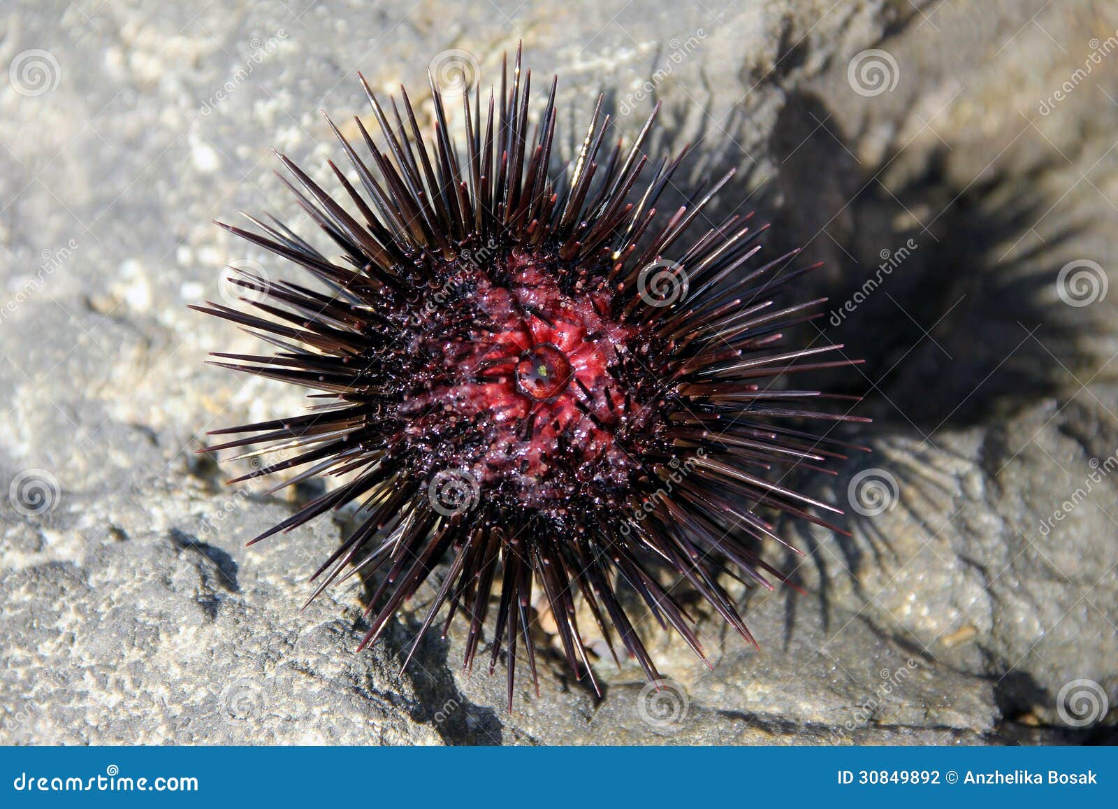 Sea hedgehog on a stone stock photo. Image of life, underwater - 30849892