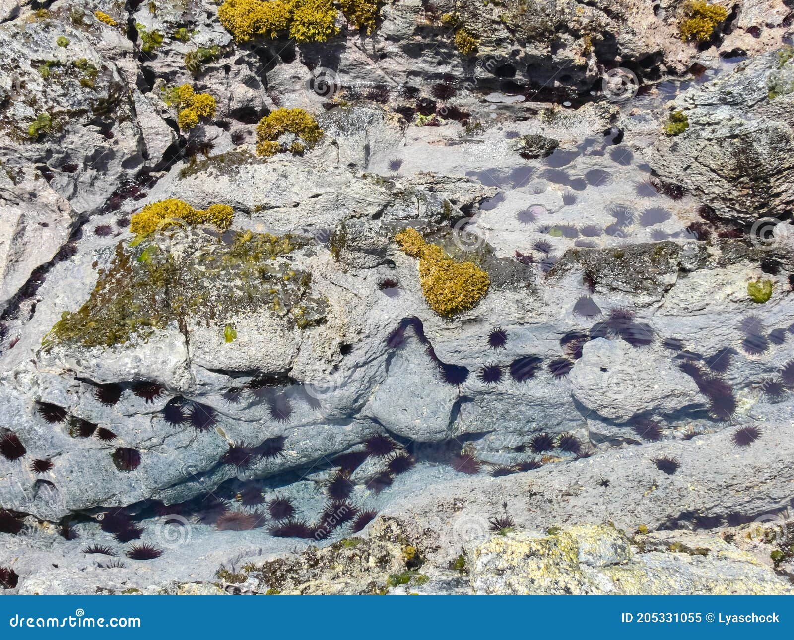 Sea Hedgehogs on the Rocky Shore, Rendered by Sea Stock Image - Image ...