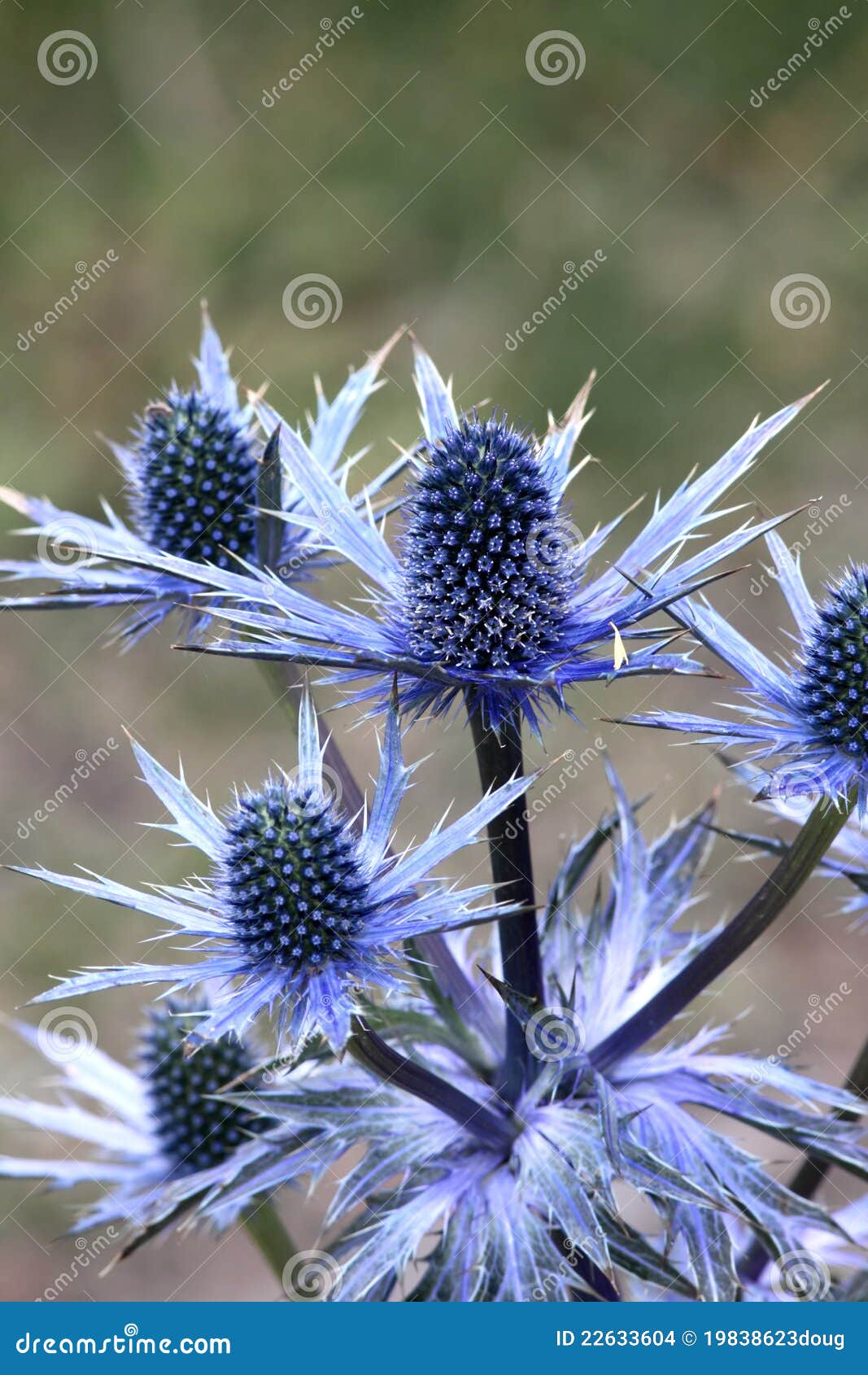 Sea Holly stock photo. Image of stem, plants, flower - 22633604