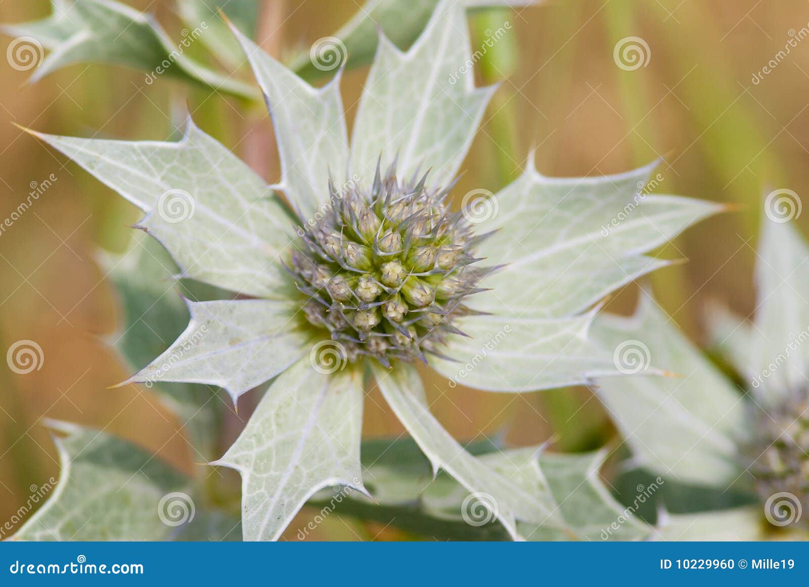 Sea Holly flower stock photo. Image of coast, holly, hairless - 10229960