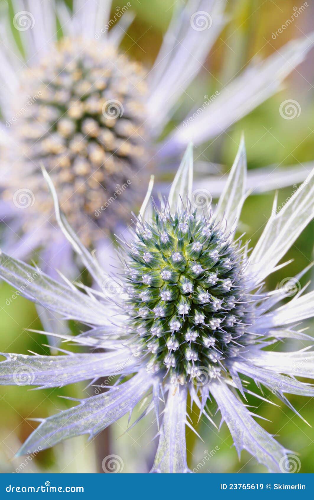 Sea Holly flower Closeup stock image. Image of bracts - 23765619