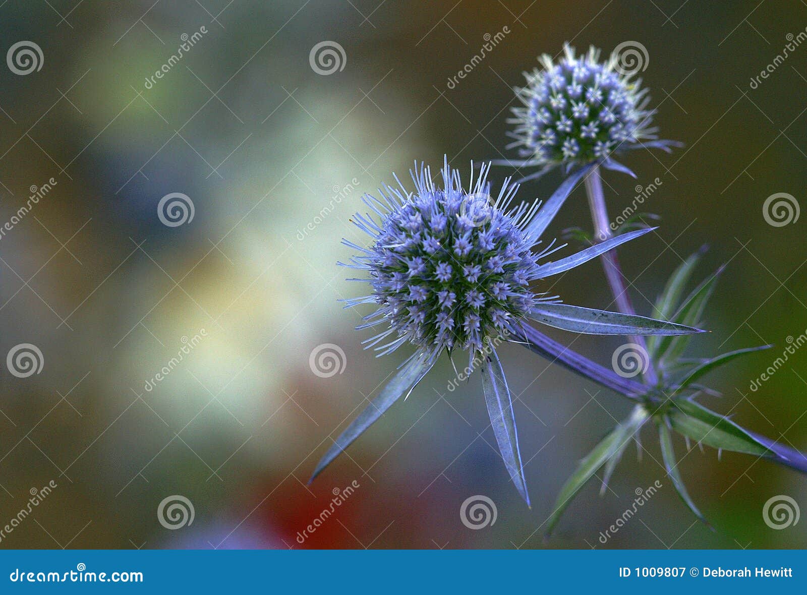Sea Holly Flowers stock image. Image of blue, everlasting - 1009807