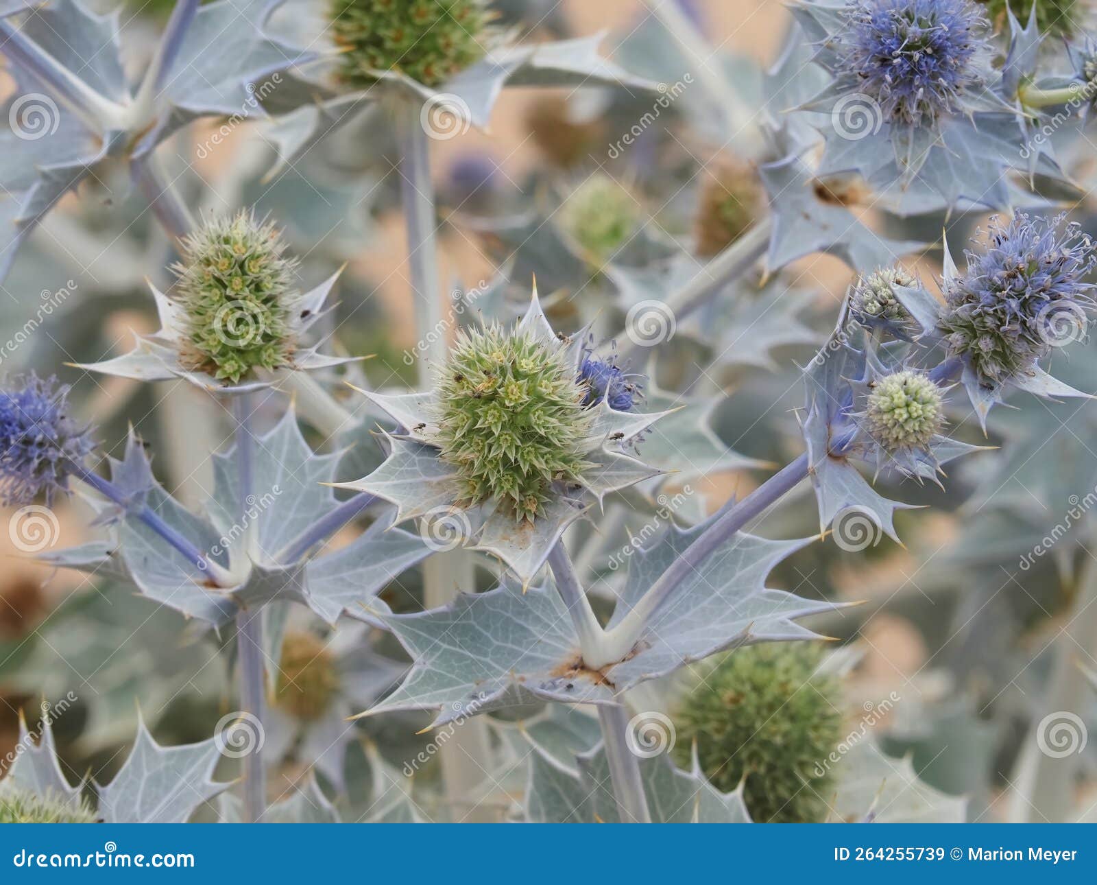 Sea Holly Thistles at a Beach with Insects Stock Image - Image of ...