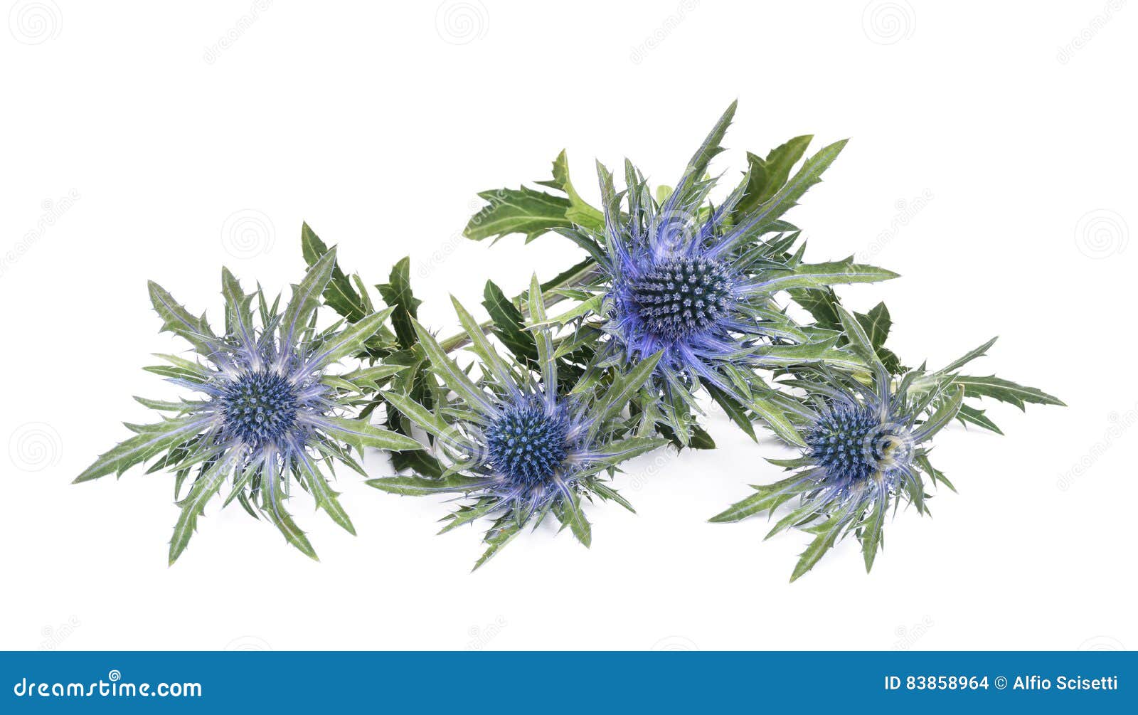 Sea holly thistles stock photo. Image of purple, feverweed - 83858964