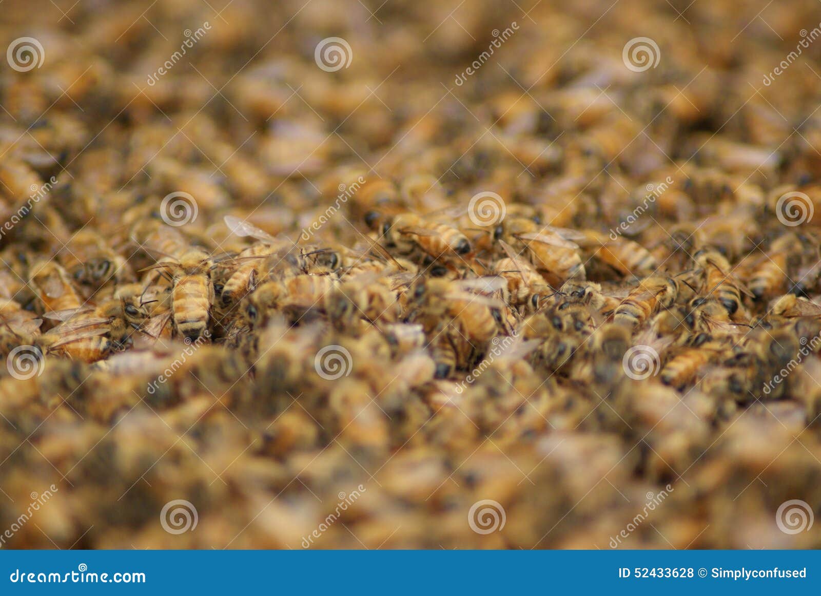 Sea of honey Bees stock photo. Image of hive, mass, honey - 52433628