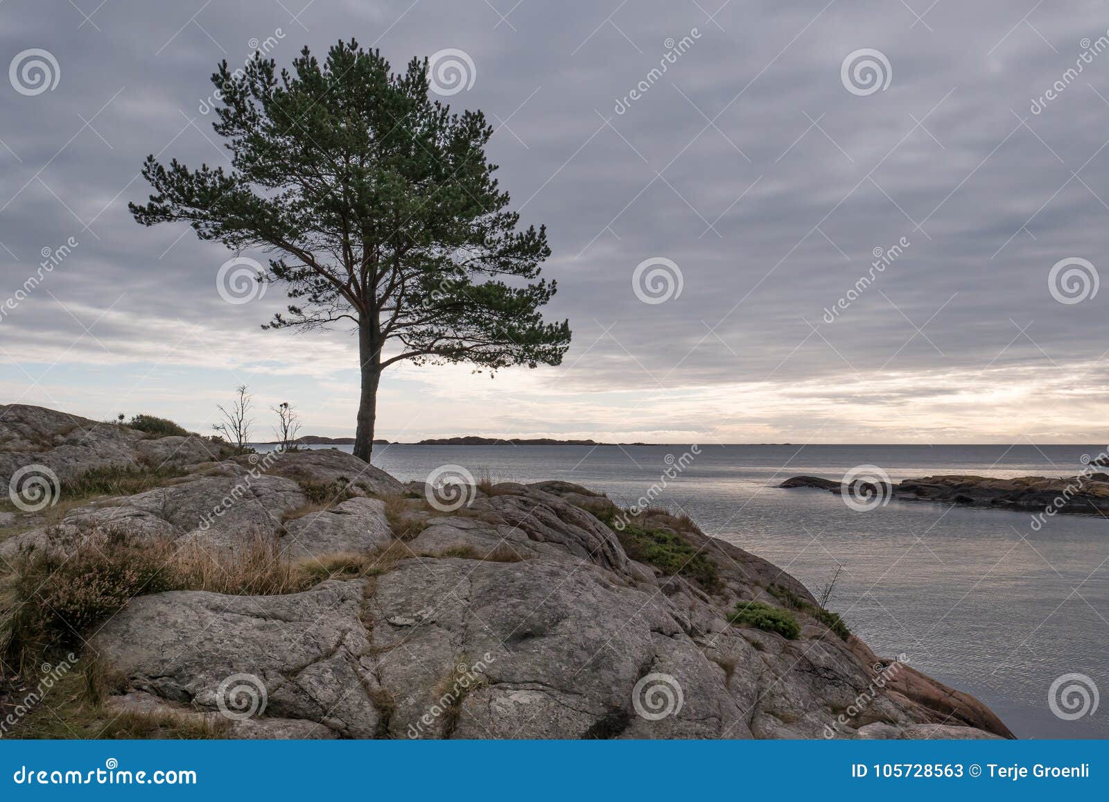 Sea horizons tree stock image. Image of scenic, norway - 105728563