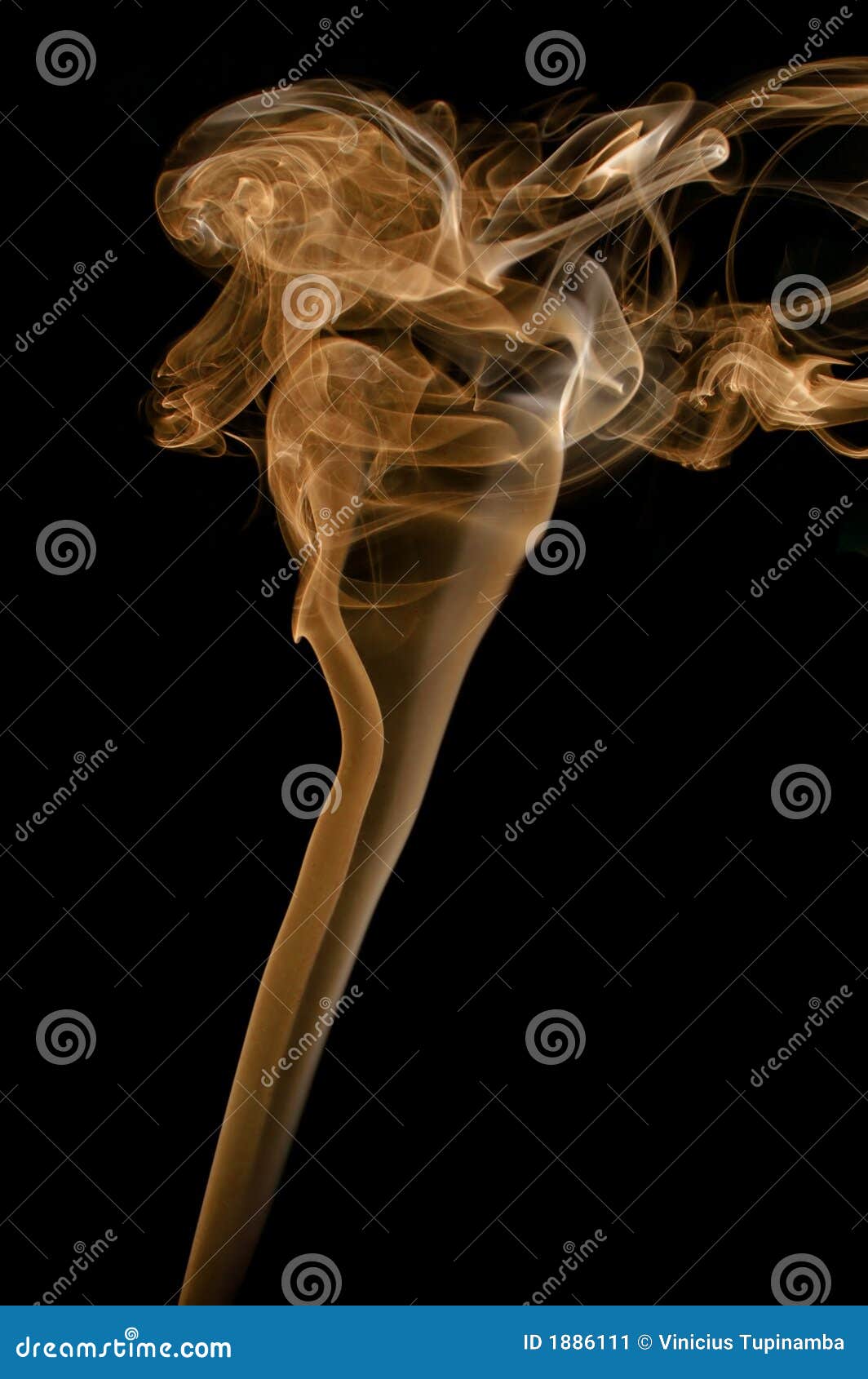 Sea horse stock image. Image of curly, curvy, meditation - 1886111