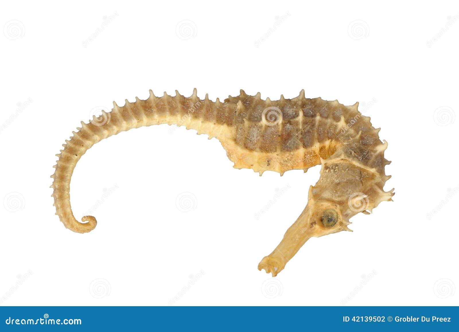 Sea horse exoskeleton stock photo. Image of animal, isolated - 42139502