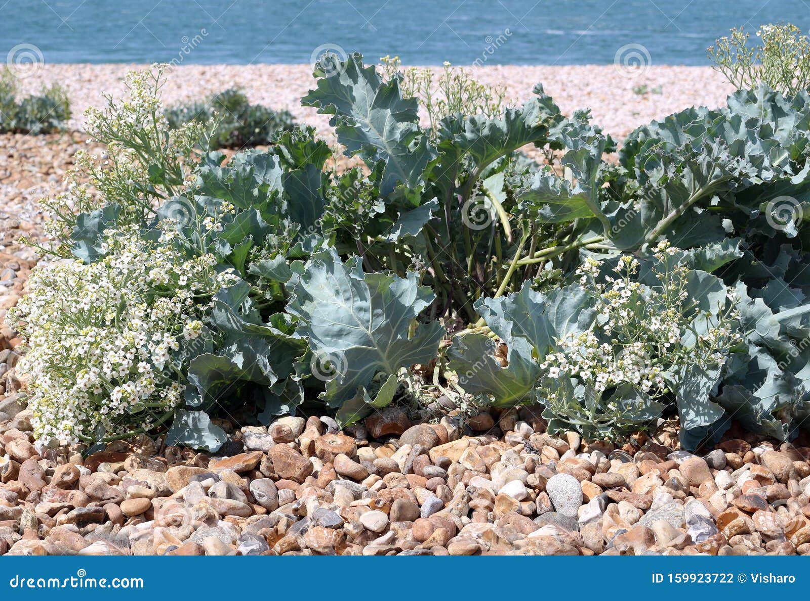 Sea Kale Flowers stock photo. Image of field, color - 159923722