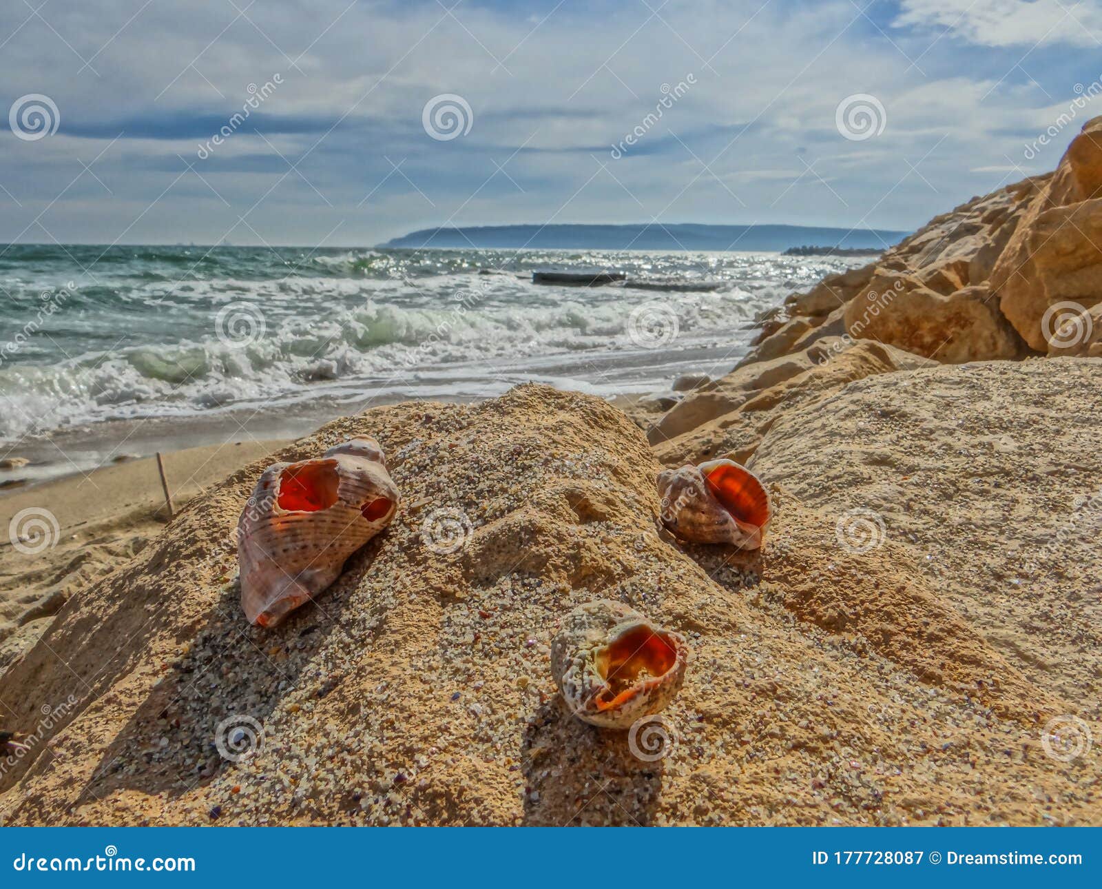 A Sea Landscape Containing Several Seashells, Some Waves and a Bunch of ...