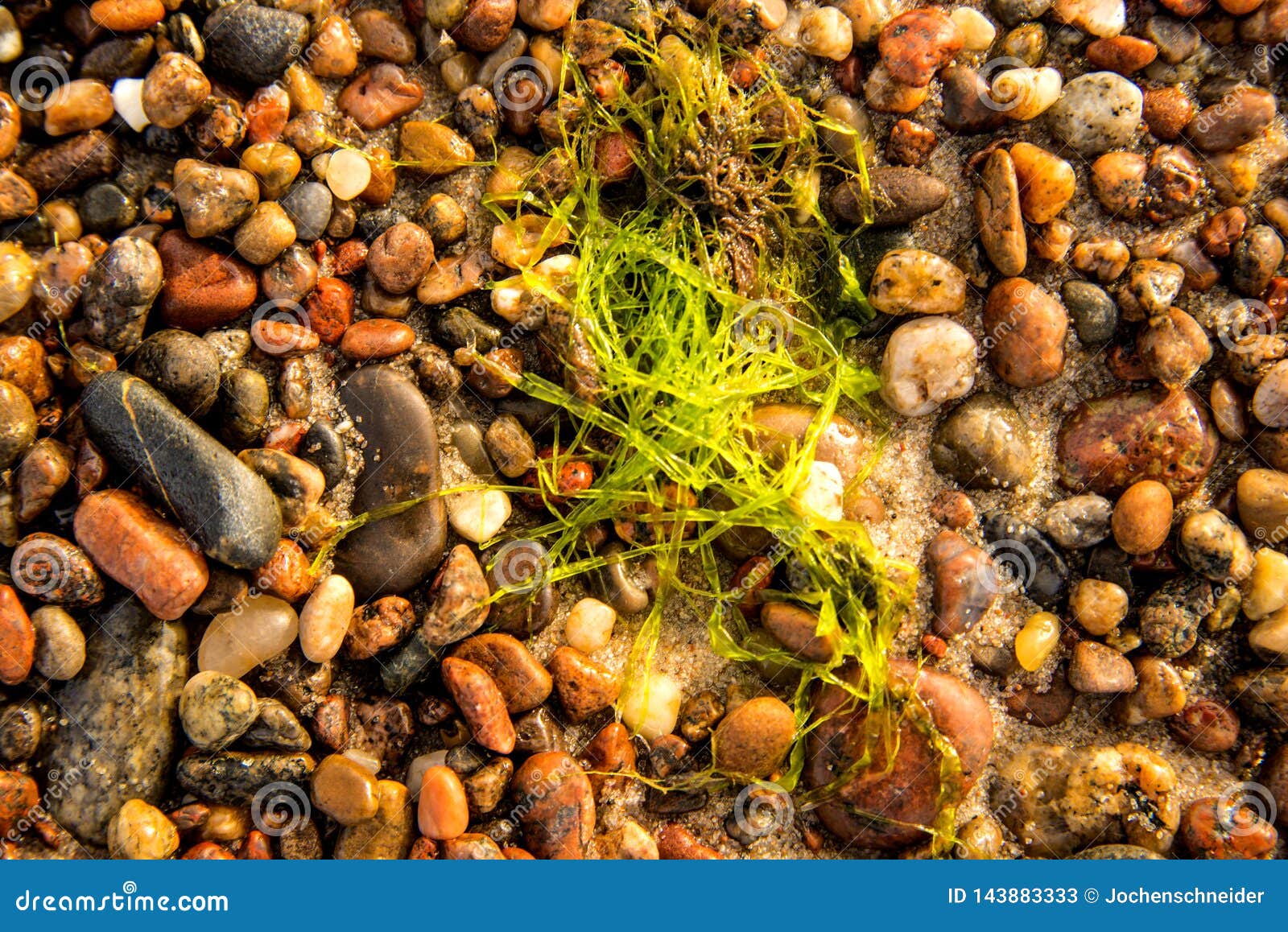 Sea Lettuce, Alga, on a Beach Stock Image - Image of ulva, stones ...