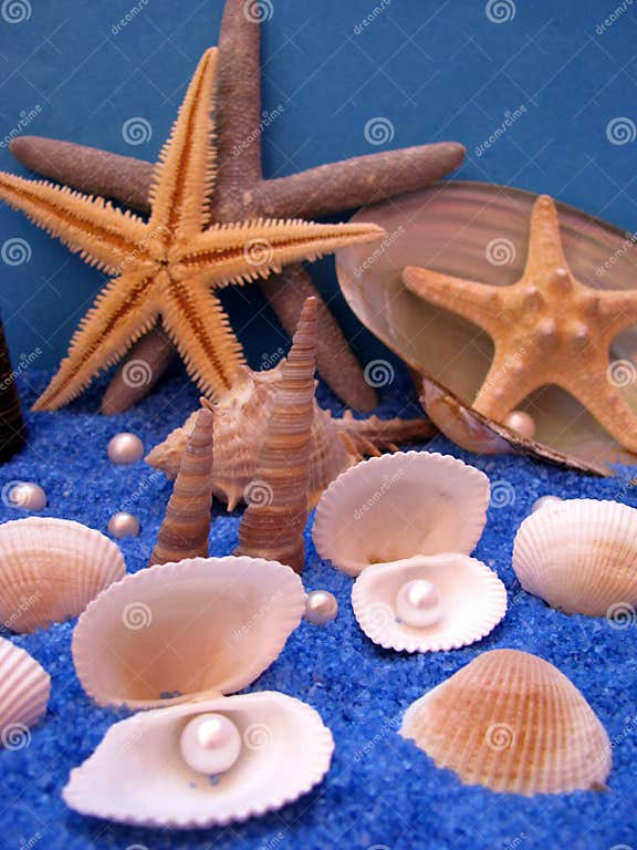 Sea life stock image. Image of coastline, shells, seaside - 5891085